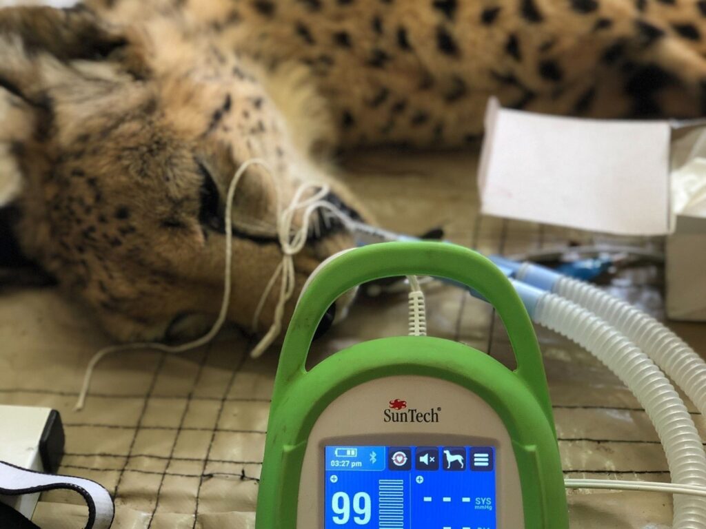 El Suntech Vet30 en especies exóticas: Guepardos - Suiza Vet