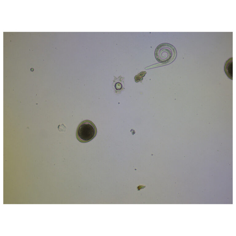 HESKA & SCIL lanzan el analizador Element AIM para el mercado de LATAM - Suiza Vet